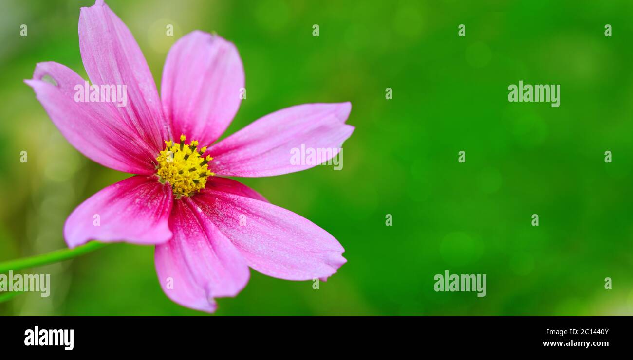 Cosmos flower of harmony hi-res stock photography and images - Alamy