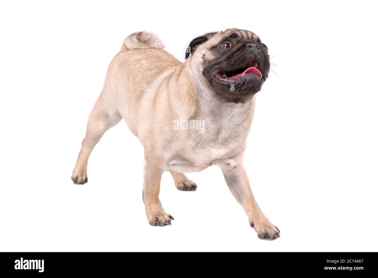 Portrait of sitting mops dog on a white background Stock Photo - Alamy