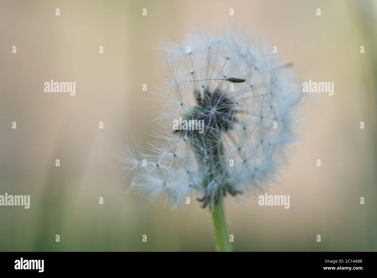 Flourishing dandelion hi-res stock photography and images - Alamy