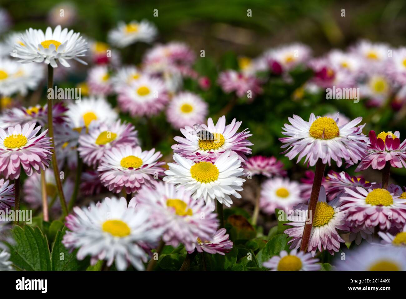 Bellis perennis english daisy hi-res stock photography and images - Alamy