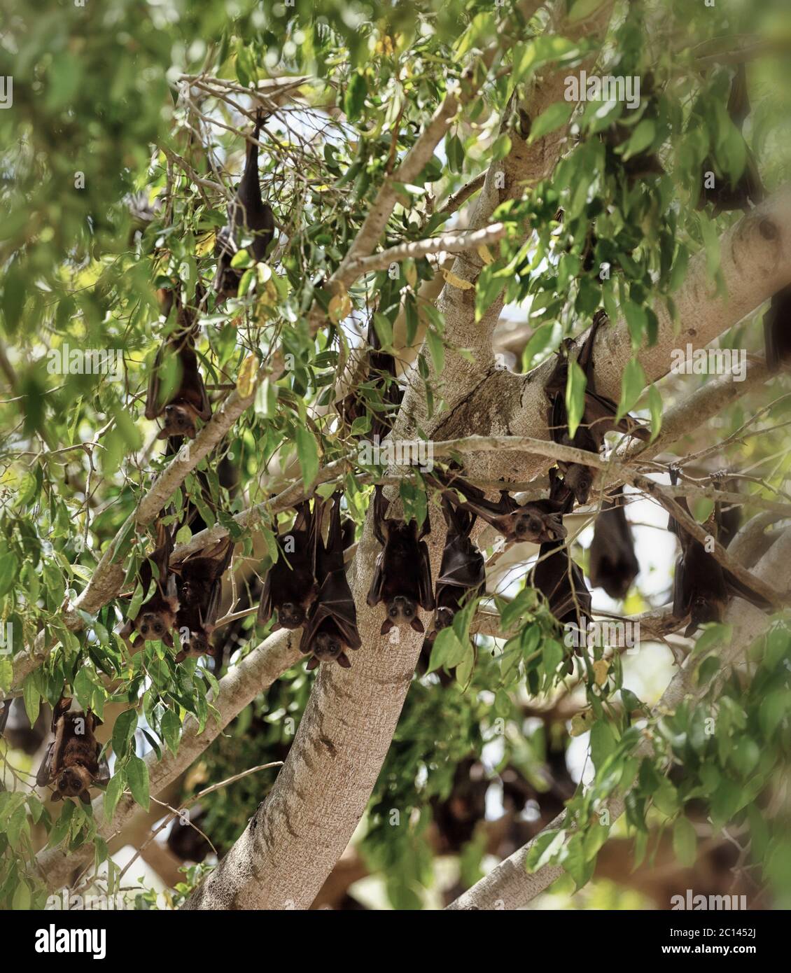 Flying foxes charters towers hi-res stock photography and images - Alamy