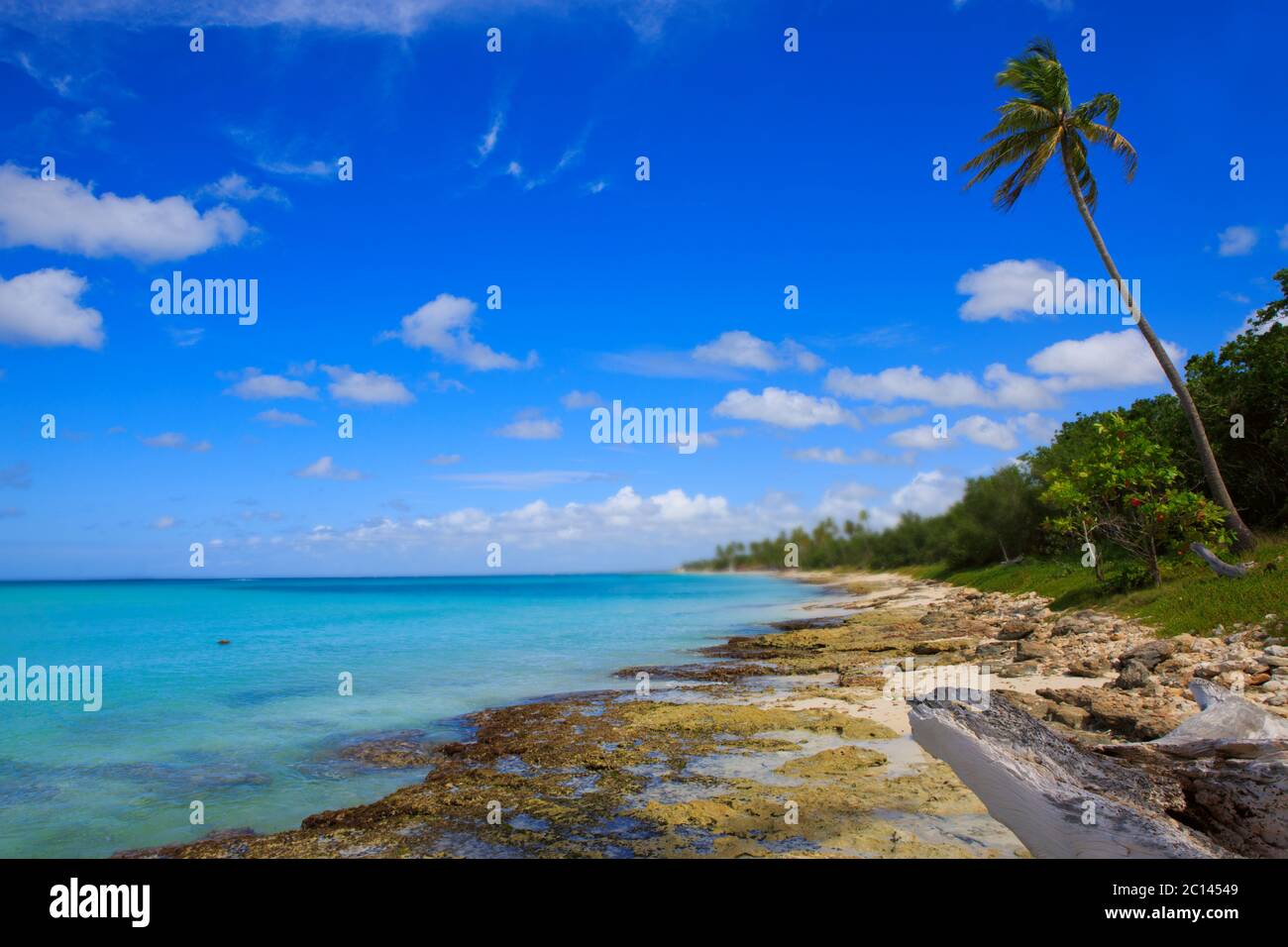 Caribbean sea and palms Stock Photo - Alamy