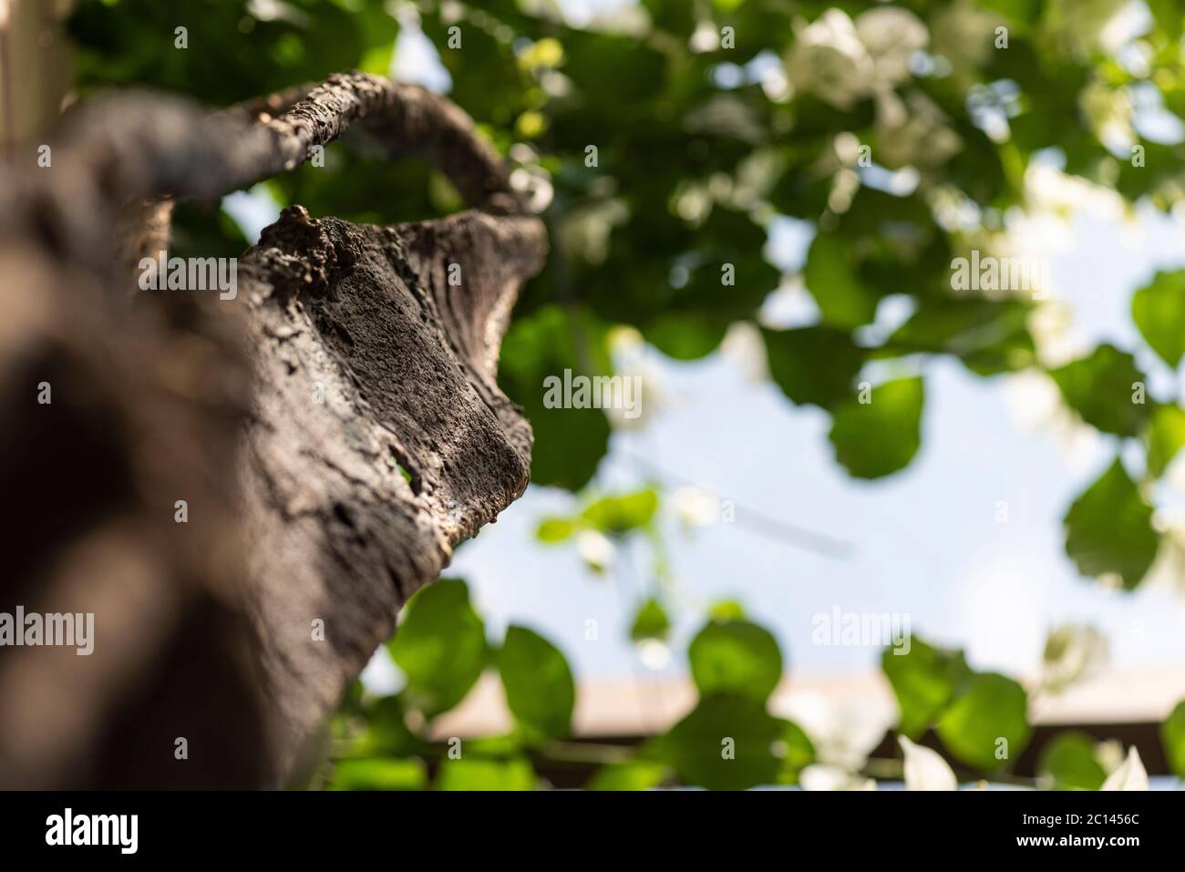 forged and crafted iron detail close up macro iron texture Stock Photo ...