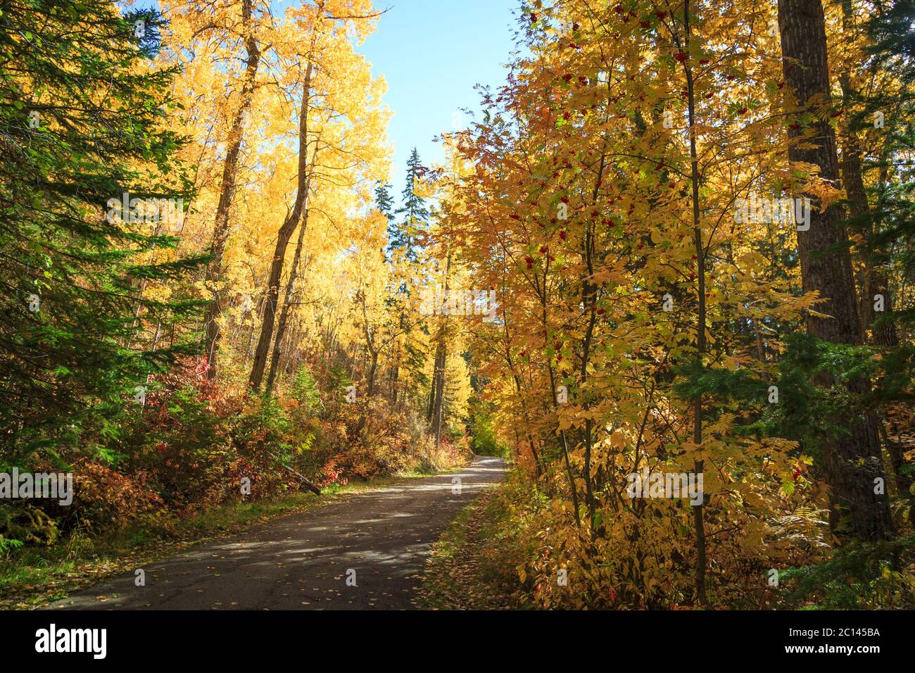 Paved walkway with fall colors Stock Photo - Alamy