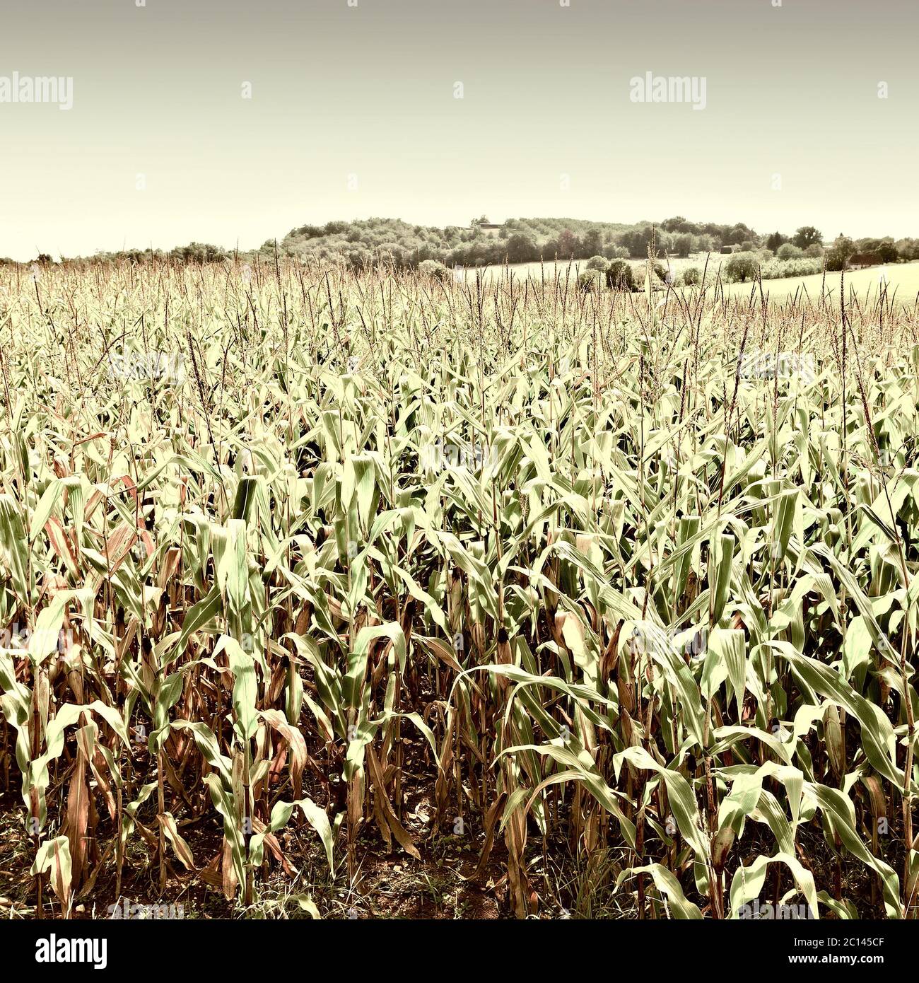 Black corn tree hi-res stock photography and images - Alamy