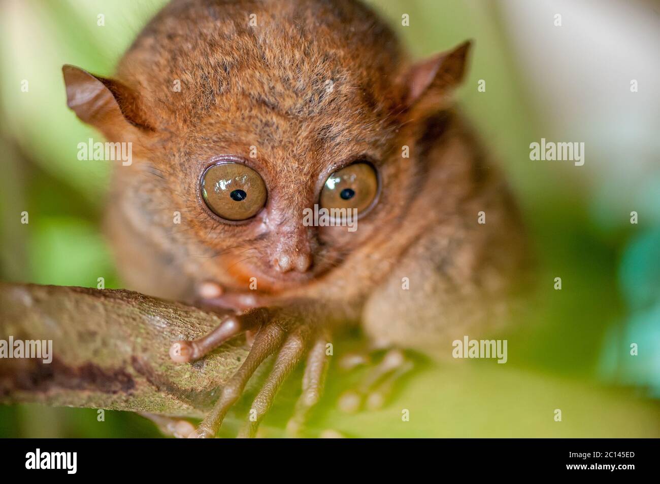 Monkey in natural environment hi-res stock photography and images - Alamy