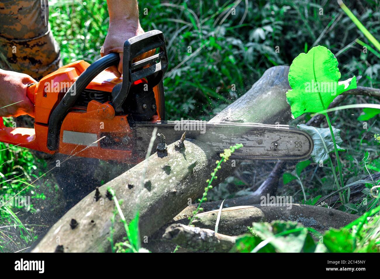 Chainsaw cut wooden logs Stock Photo - Alamy