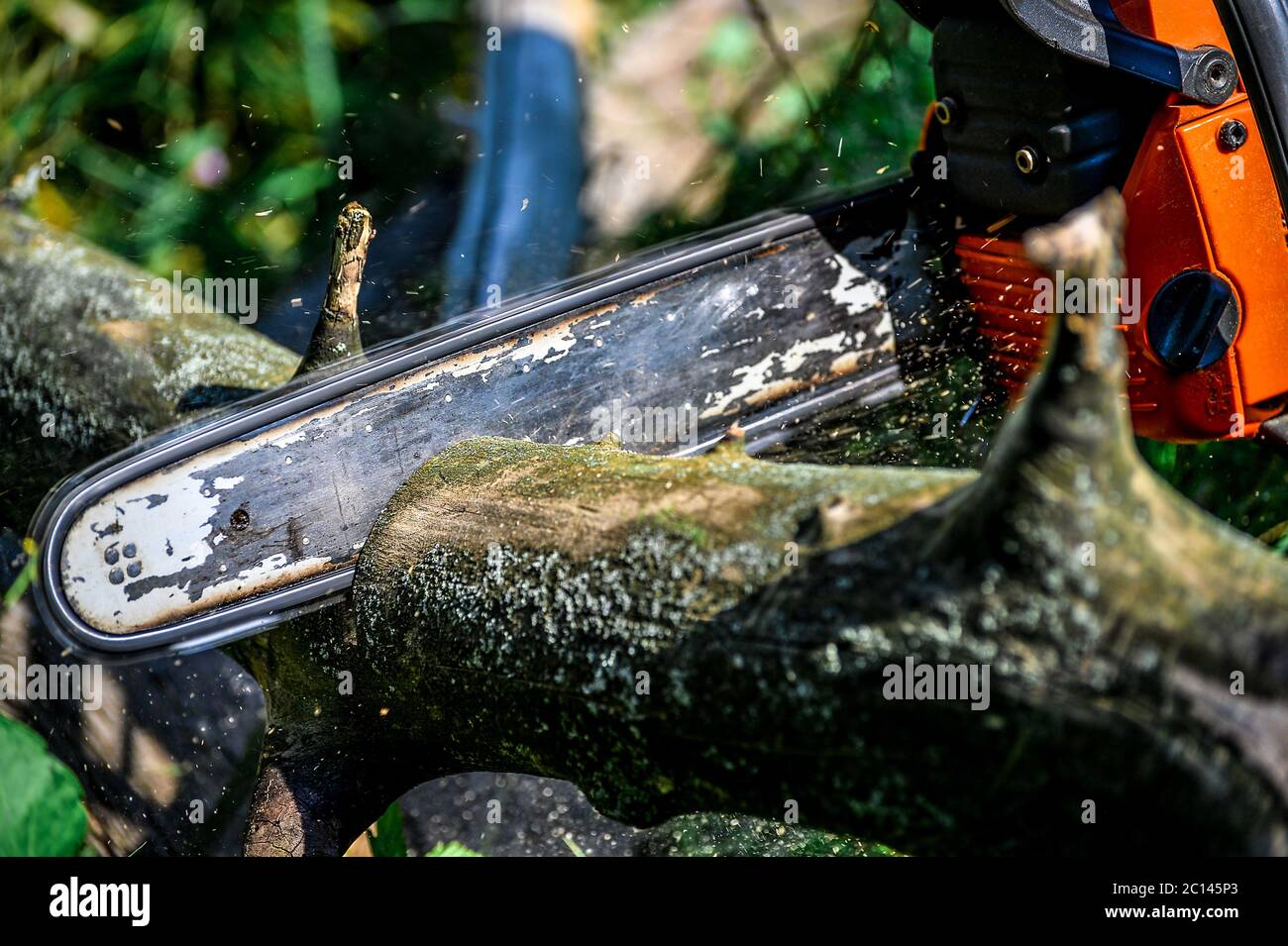 Chainsaw cut wooden logs Stock Photo - Alamy