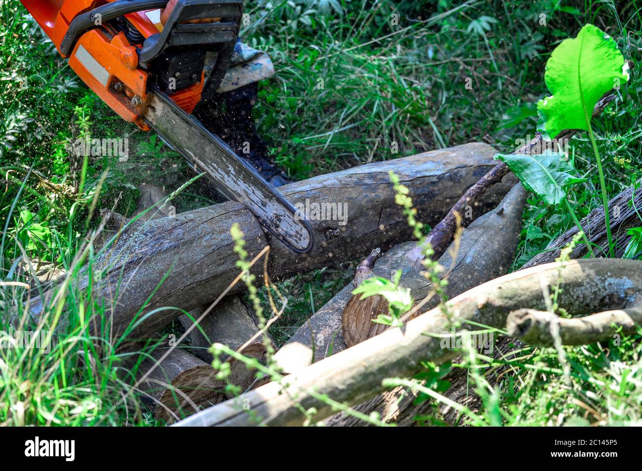 Chainsaw cut wooden logs Stock Photo - Alamy