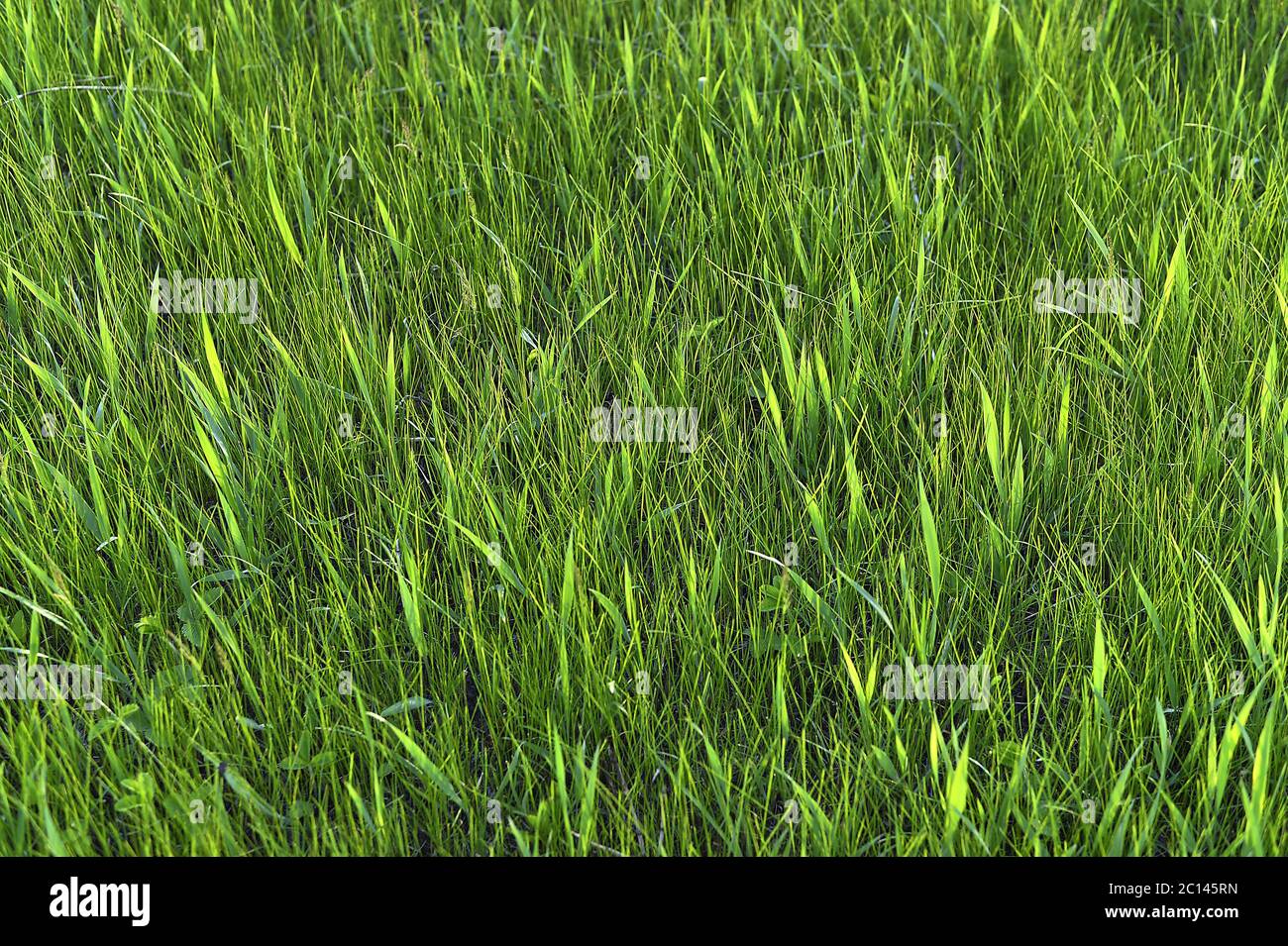 Natural green grass texture hi-res stock photography and images - Alamy