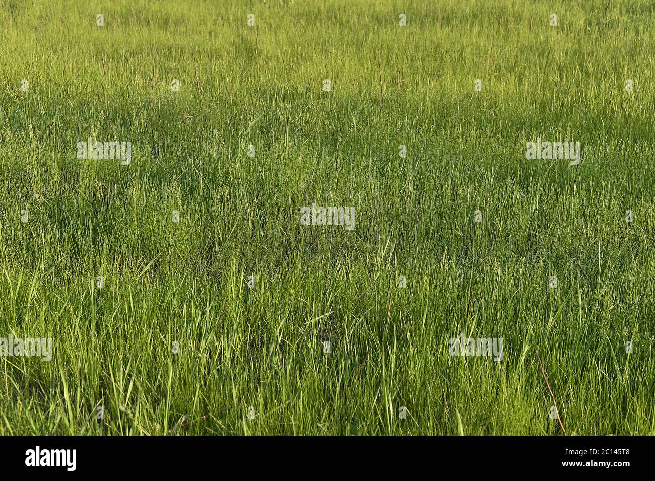 Green Grass Natural Background Texture Fresh Spring Green Grass Stock
