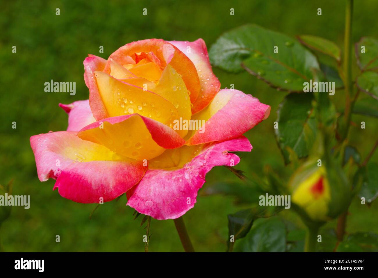 Yellow with pink edge noble rose Stock Photo - Alamy
