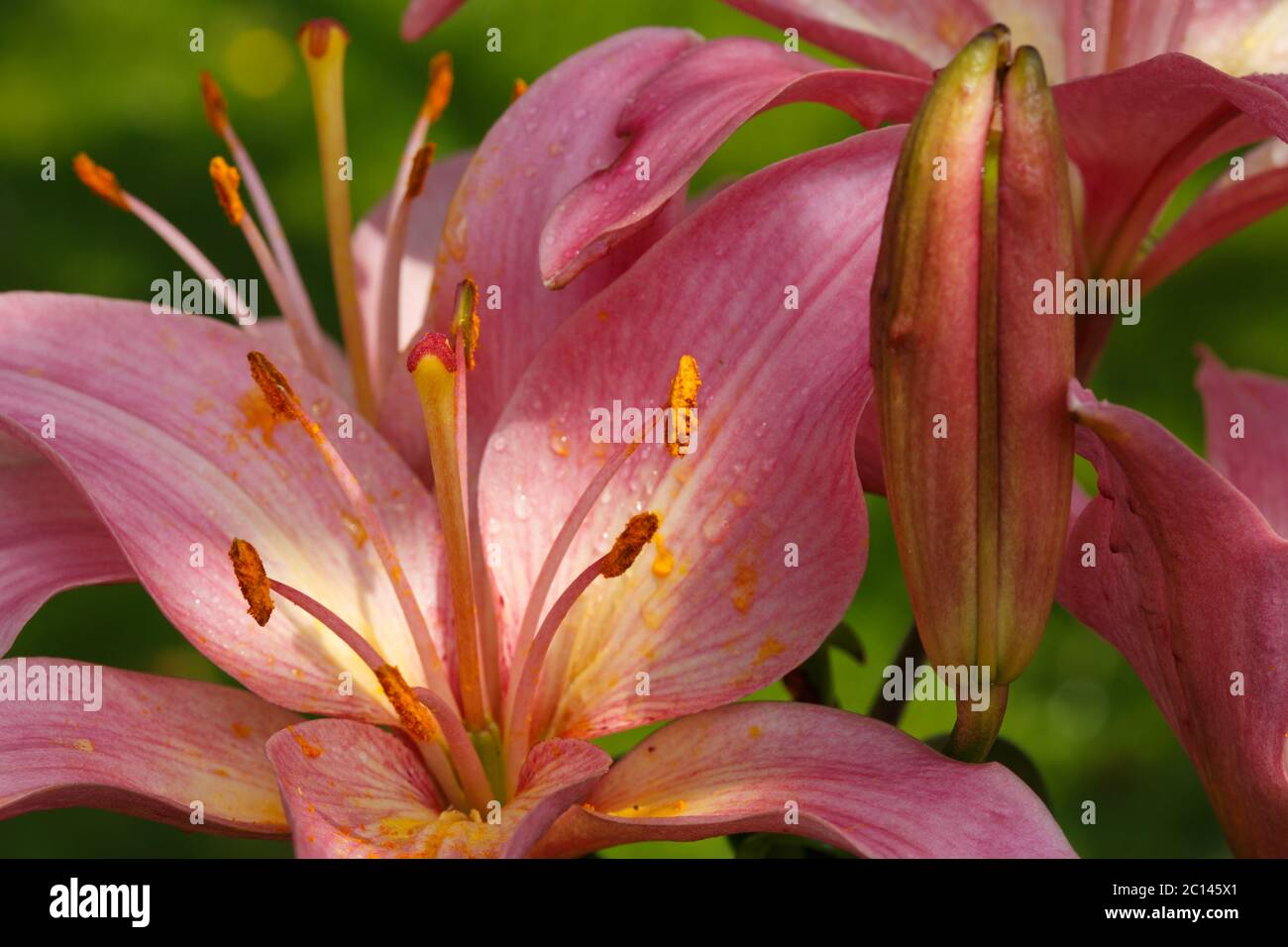 Pink lilies flower closeup hi-res stock photography and images - Alamy