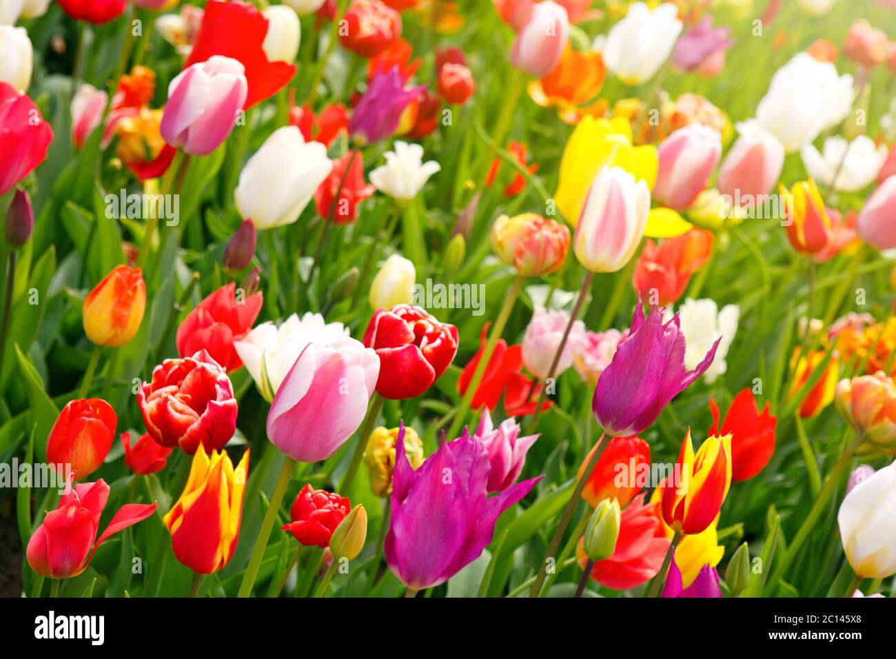 Colorful tulips background Stock Photo - Alamy