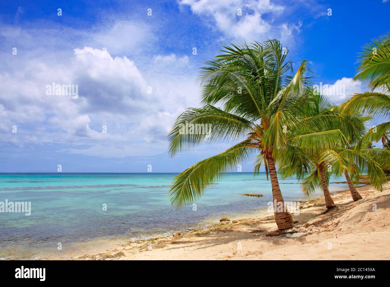 Caribbean sea and palms Stock Photo - Alamy