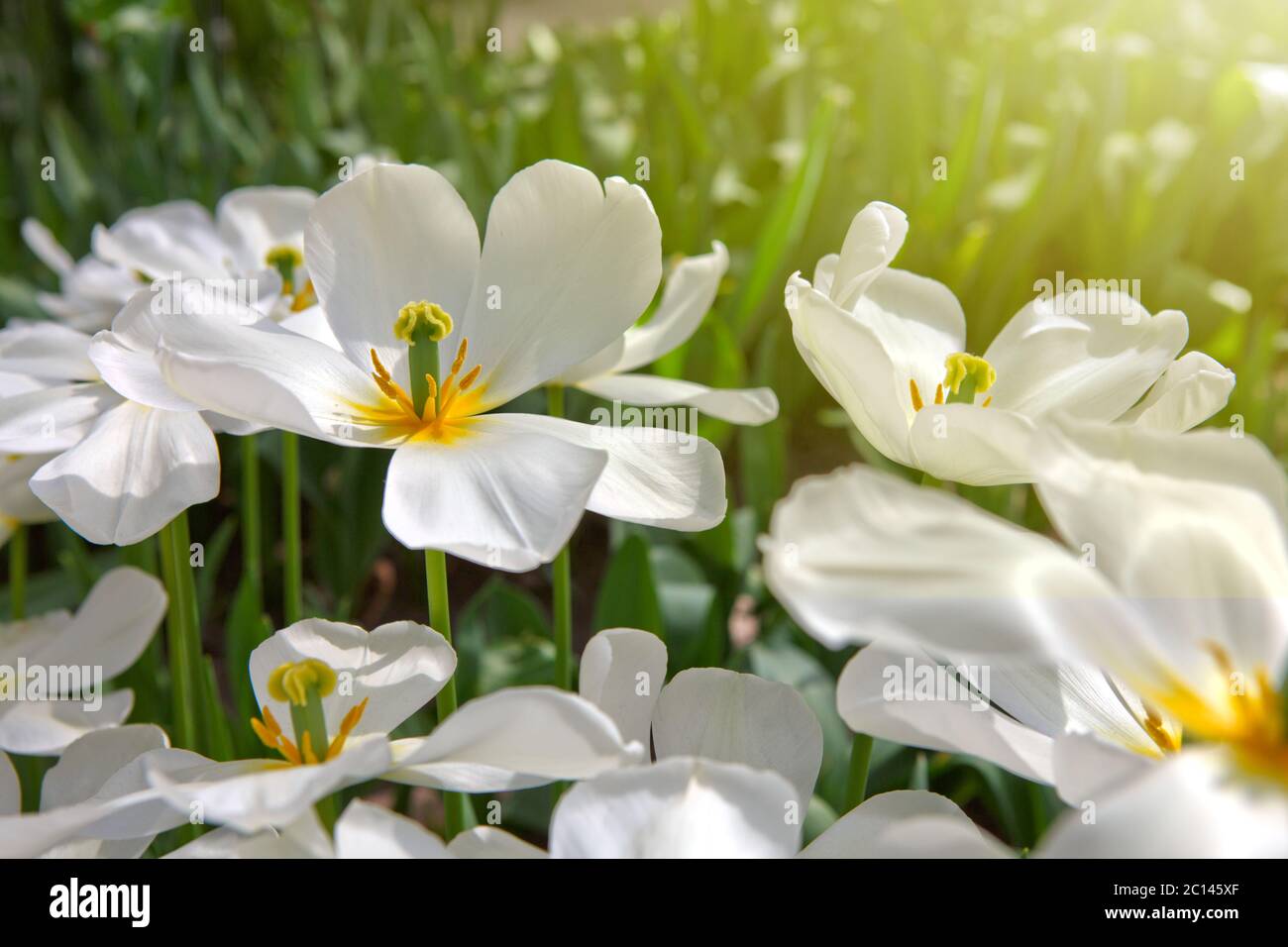 White tulips and sunshine Stock Photo - Alamy