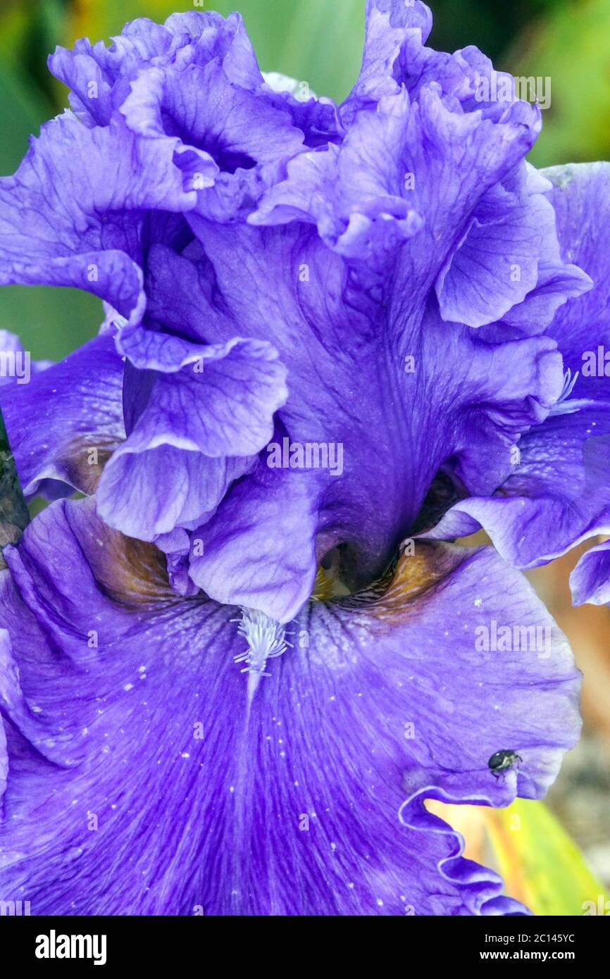 Tall bearded Iris "Sea Power Stock Photo - Alamy