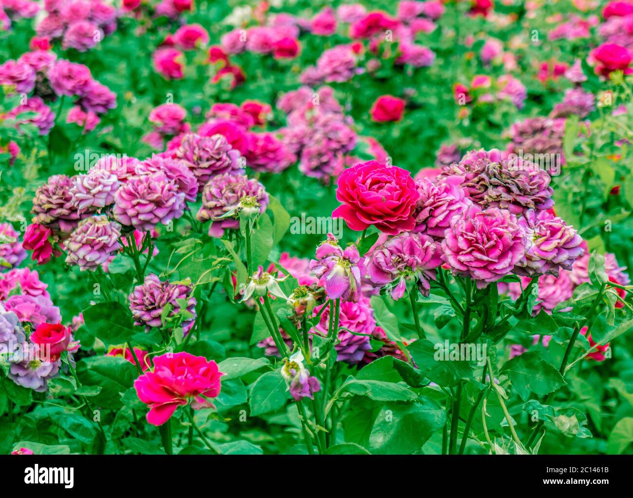 Abstract background of flowers. Close-up Stock Photo - Alamy