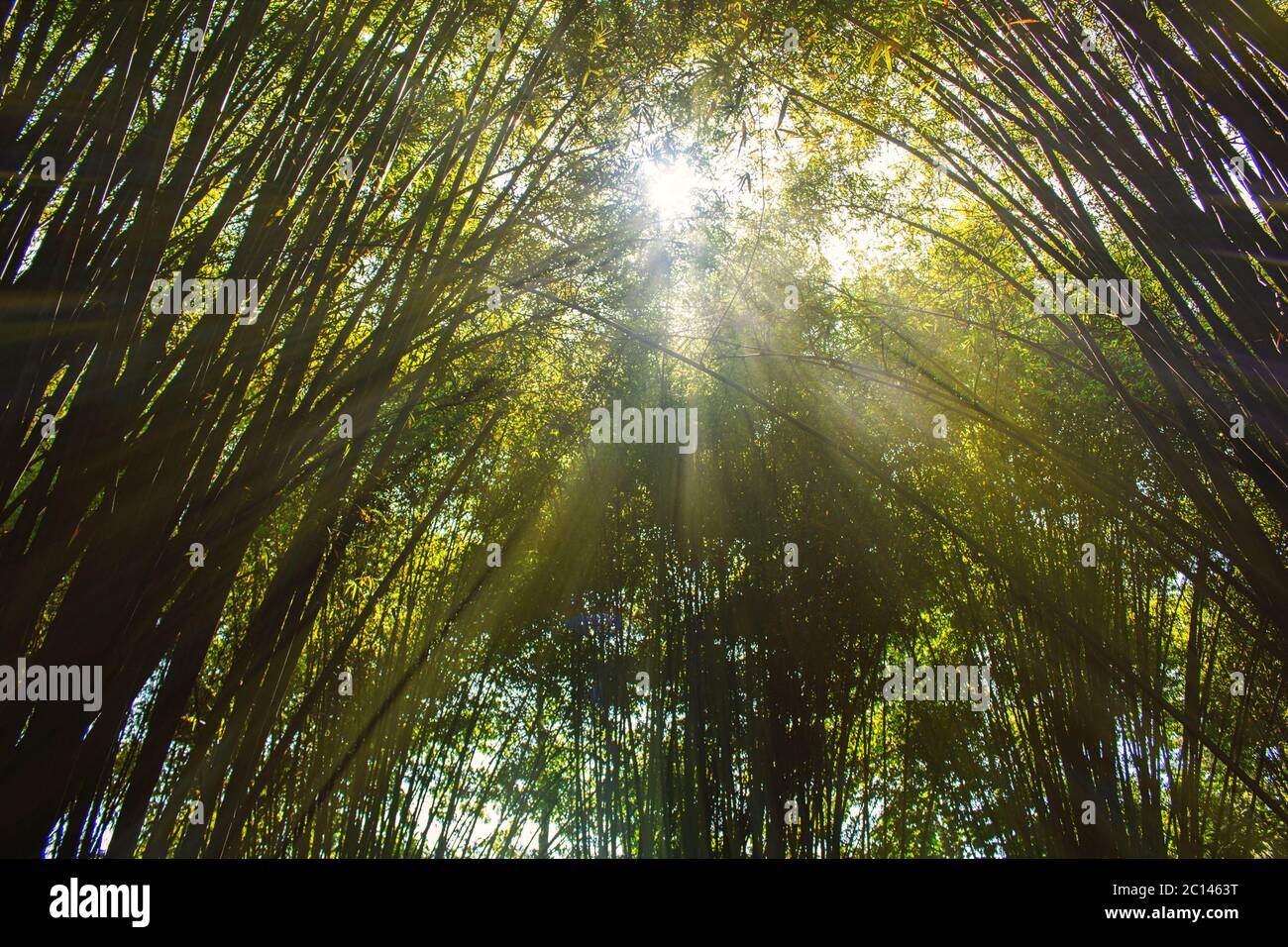 Bamboo forest sunset hi-res stock photography and images - Alamy