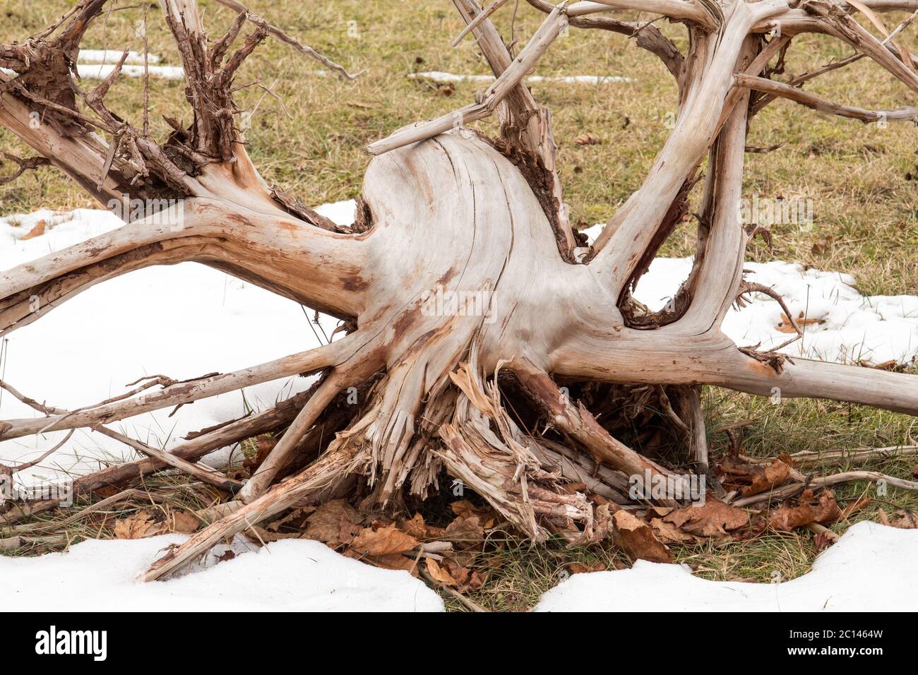 Dead tree roots hi-res stock photography and images - Alamy