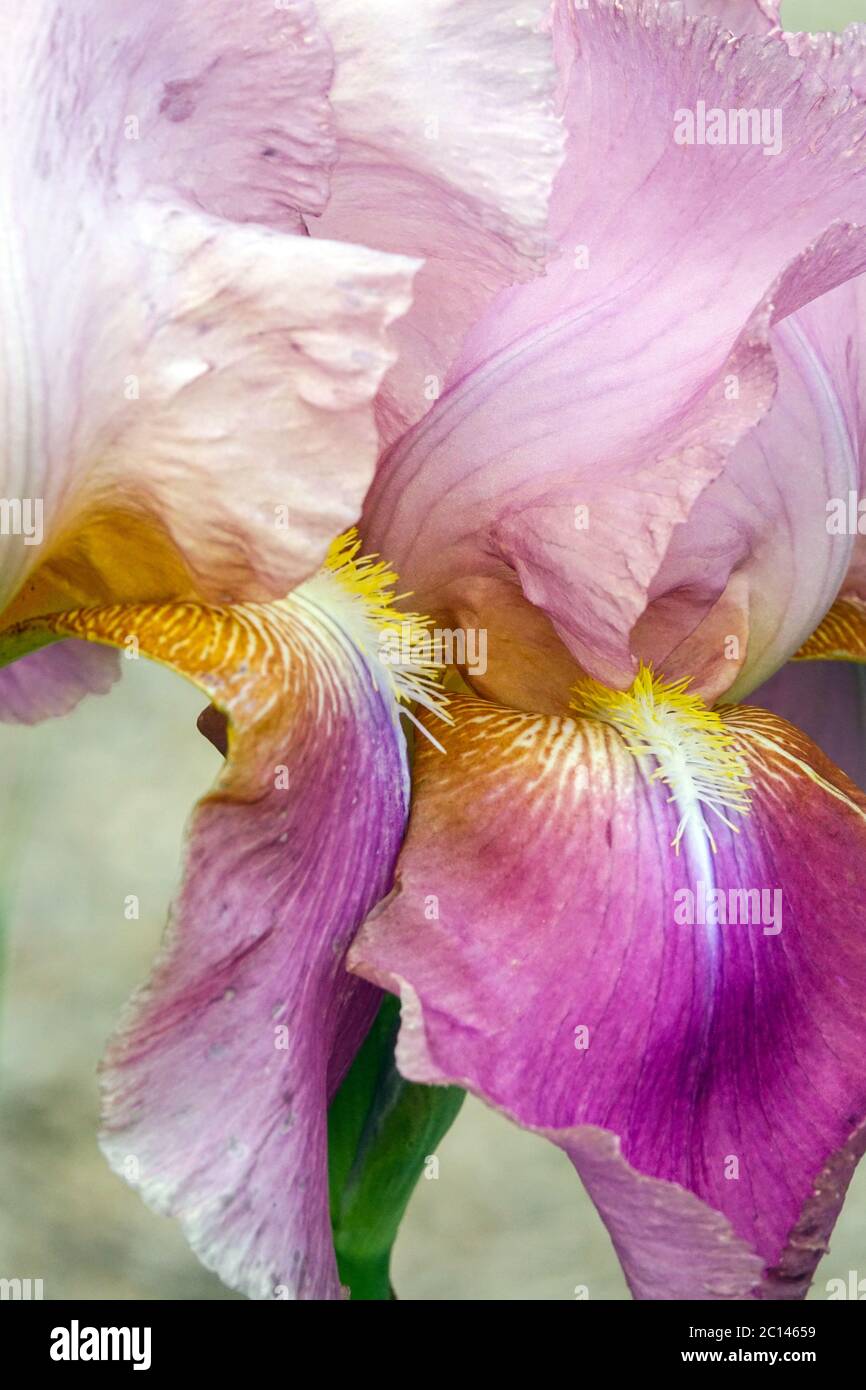 Tall bearded Iris "Giant Rose Stock Photo - Alamy