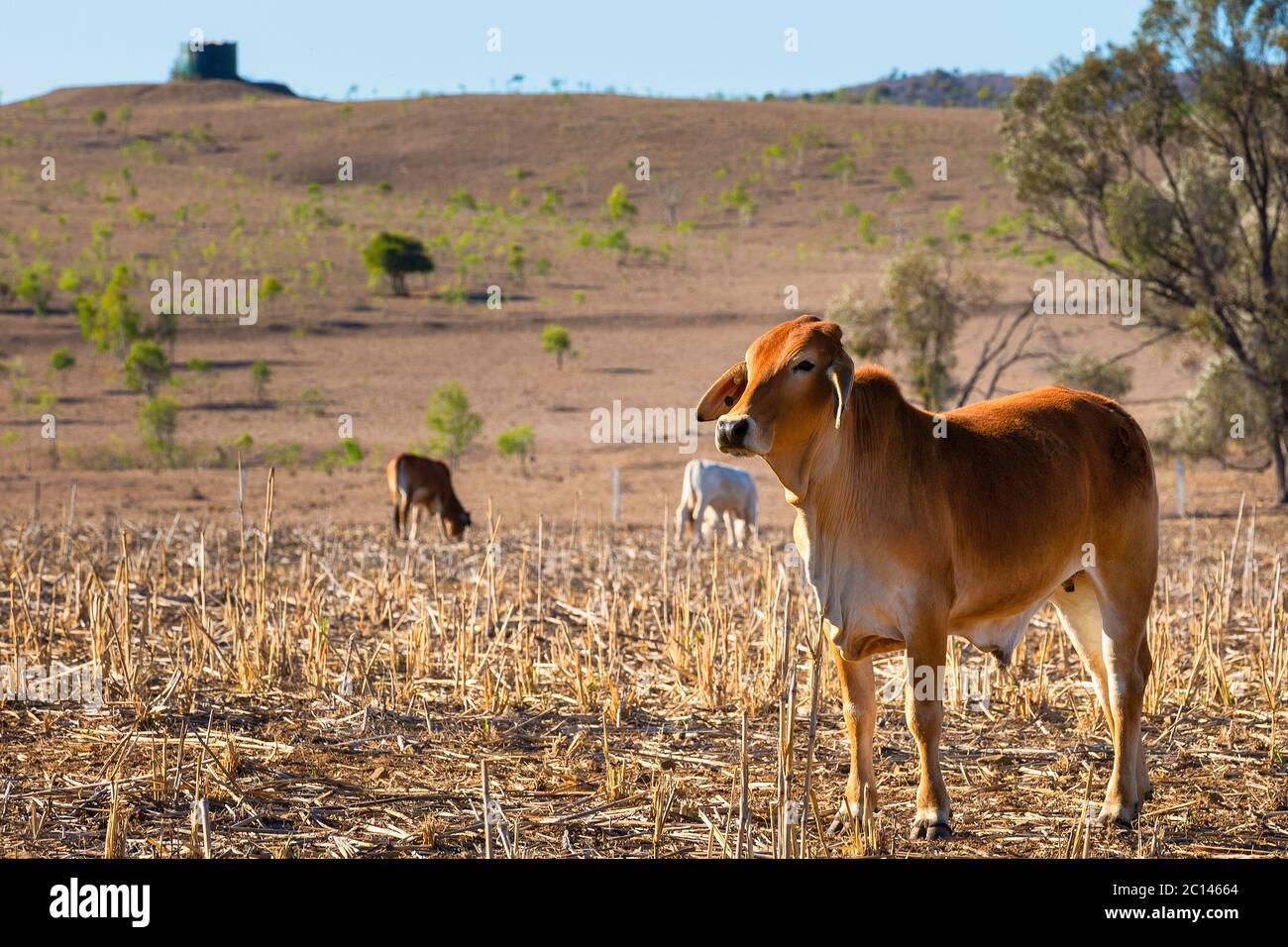 Brahman breed of cattle hi-res stock photography and images - Alamy