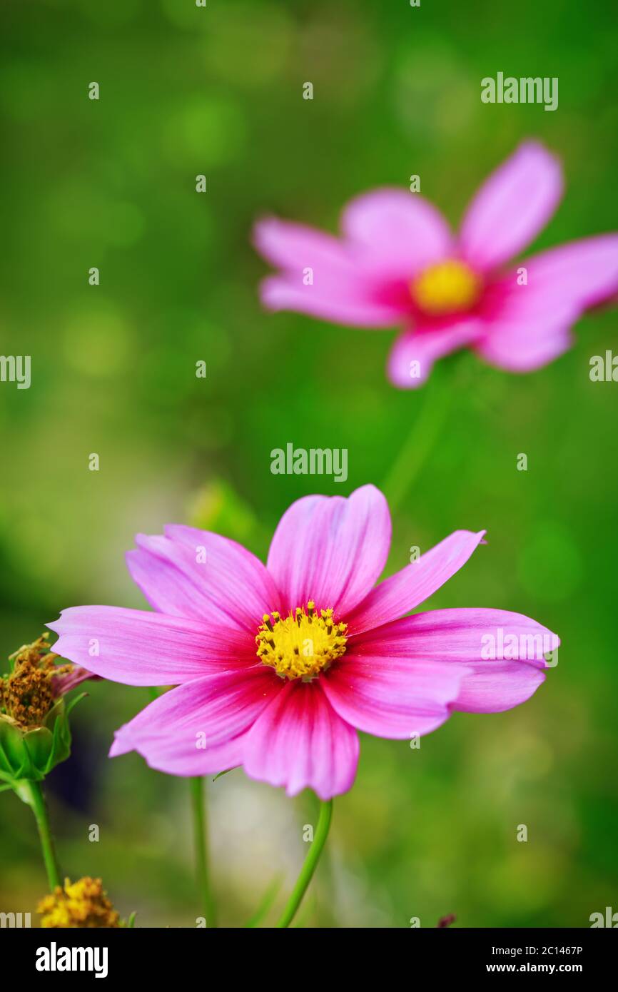 Pink Cosmos flower isolated Stock Photo - Alamy