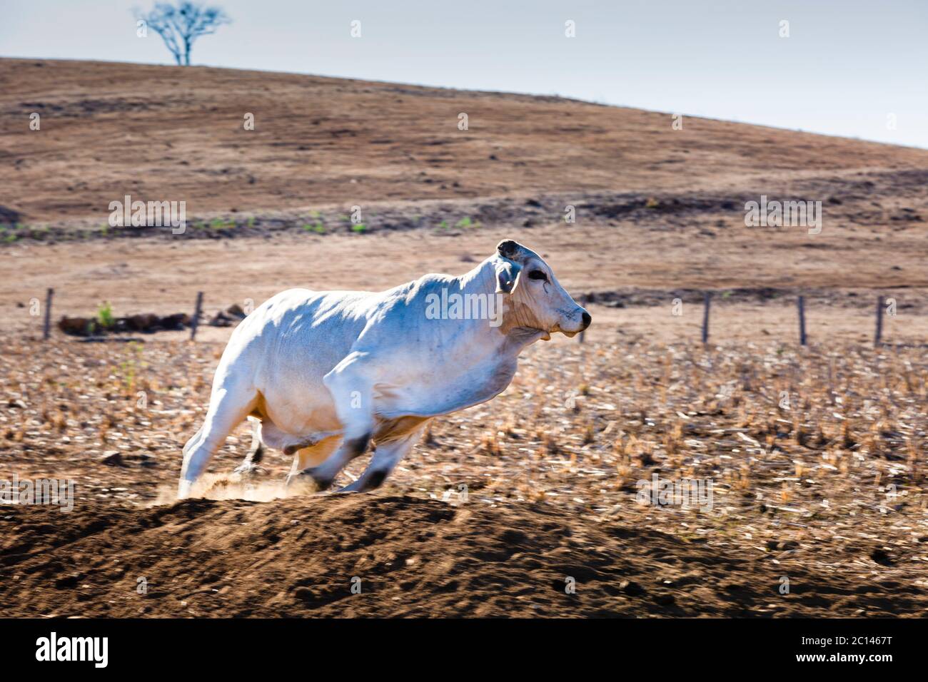 Brahman Cross cow on the run in a drought affected farm near ...
