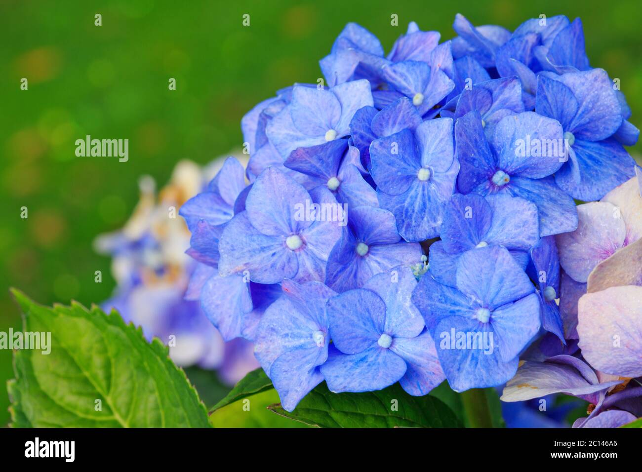 Blue hydrangea flowers growing in the garden, floral background Stock ...