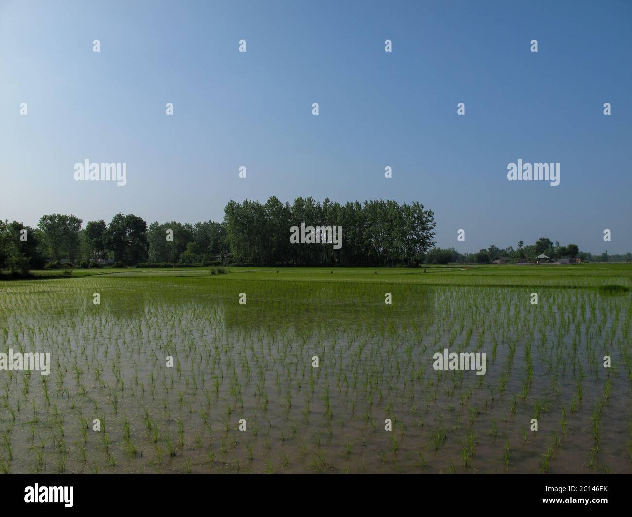 Gilan rice field hi-res stock photography and images - Alamy