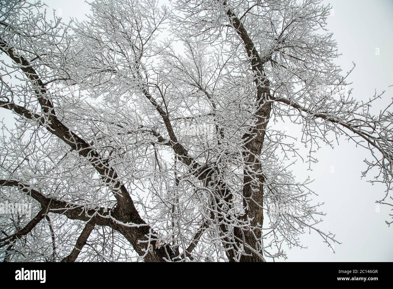 Beautiful icicles on tree branch hi-res stock photography and images ...