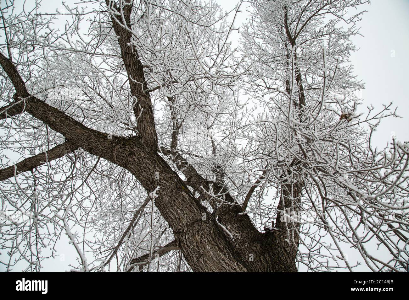 Icicle formed on tree hi-res stock photography and images - Alamy