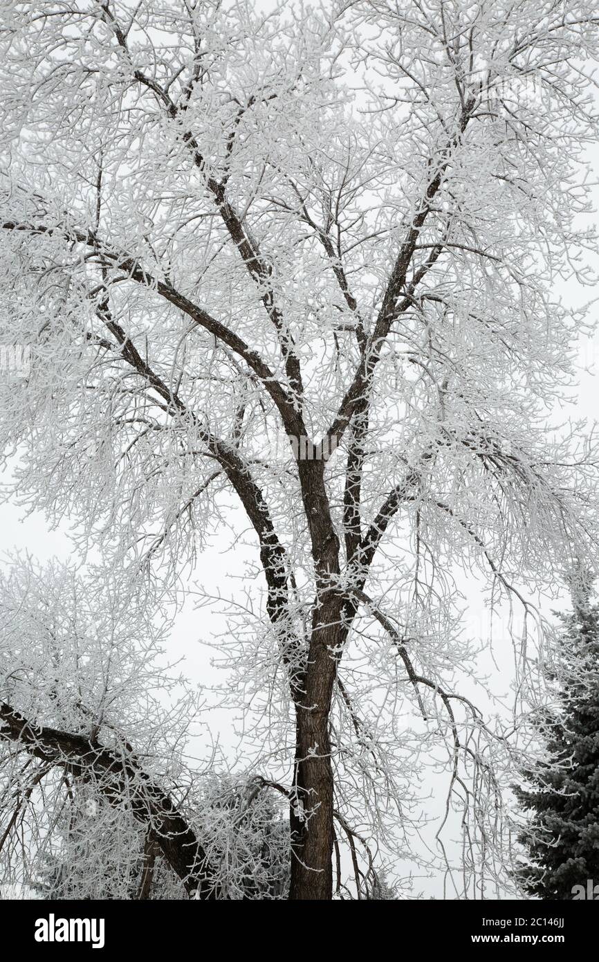 Beautiful ice covered tree Stock Photo - Alamy