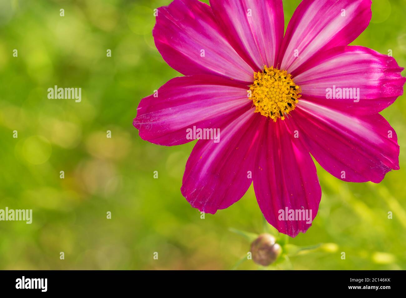 Closeup shot pink wild hi-res stock photography and images - Alamy
