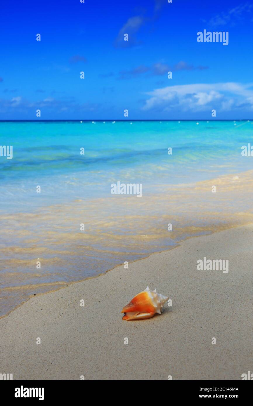 Shell at the caribbean beach hi-res stock photography and images - Alamy