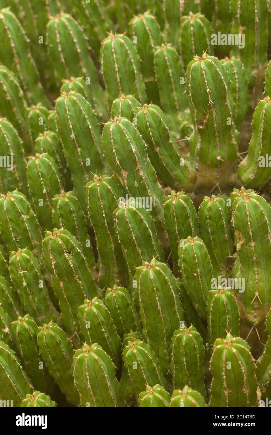 Field of Green Cacti seen from above. Vertical image Stock Photo - Alamy
