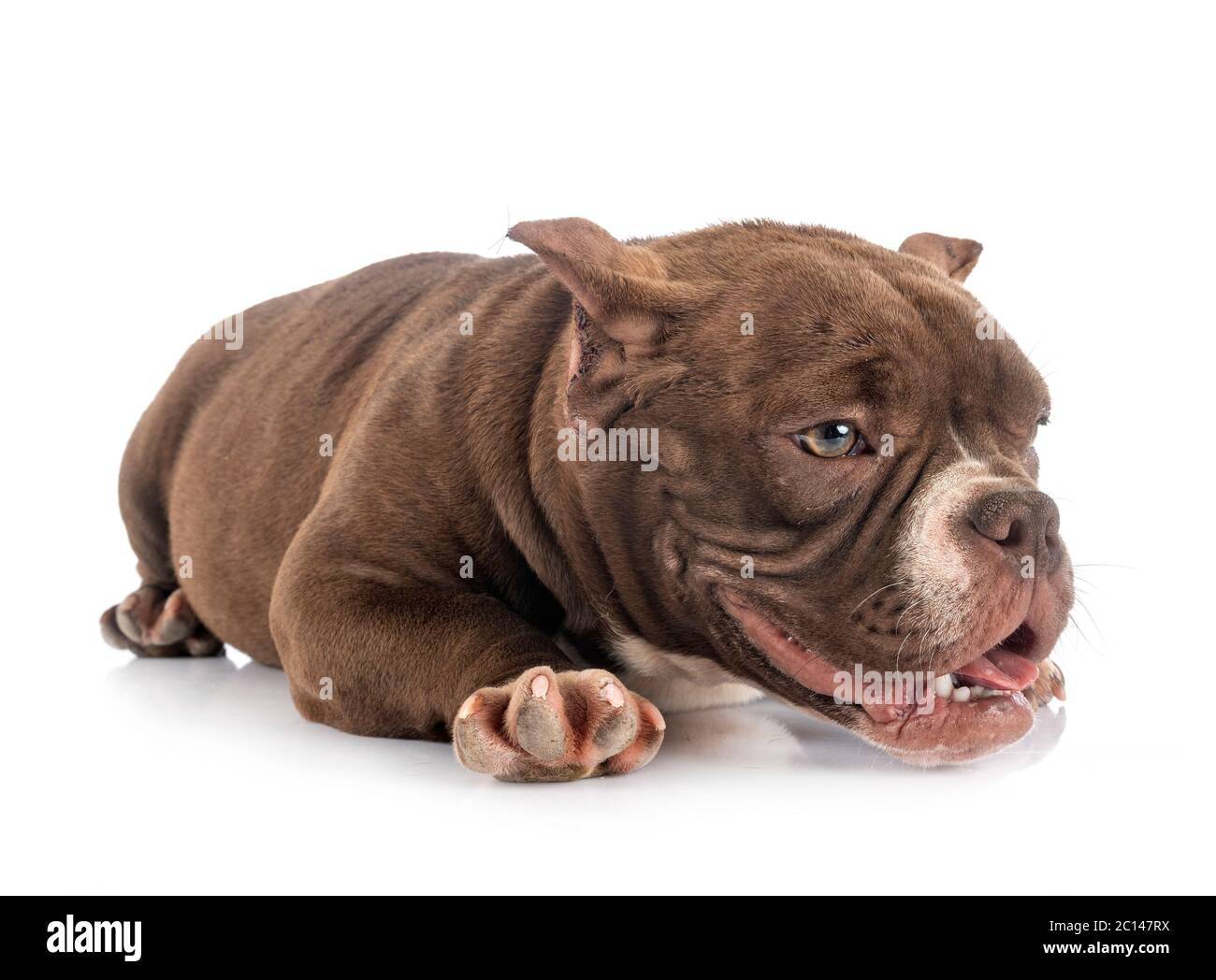 american bully in front of white background Stock Photo - Alamy