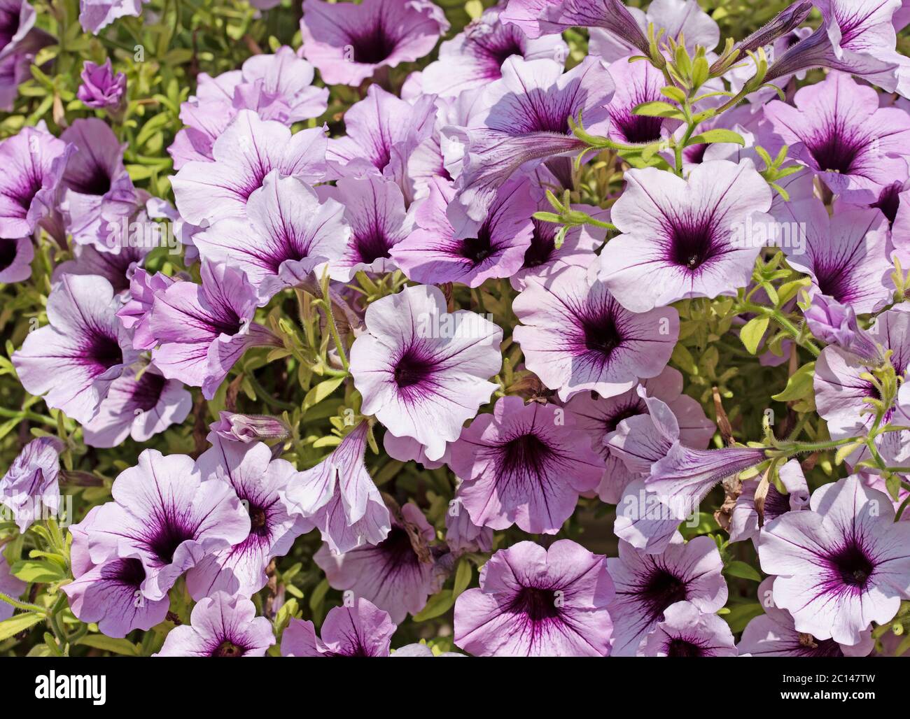 Flowering petunias in a close-up Stock Photo - Alamy