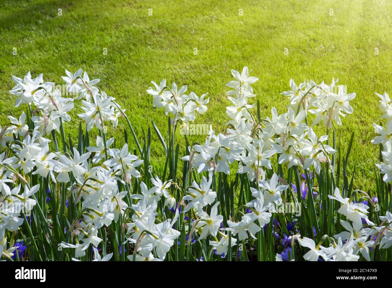 White Daffodils and sunshine Stock Photo - Alamy