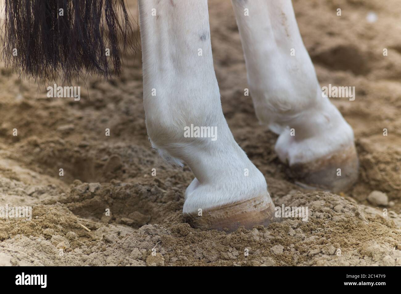 Detail of rear feet and tail of a gray or white horse in the sand Stock ...