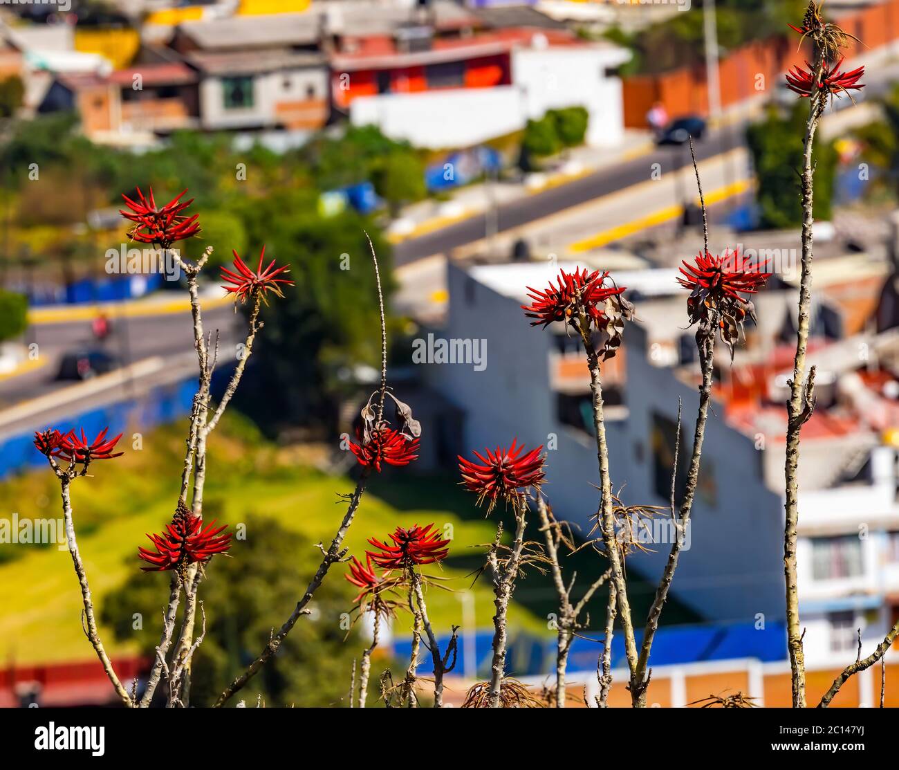 Red coral tree hi-res stock photography and images - Alamy