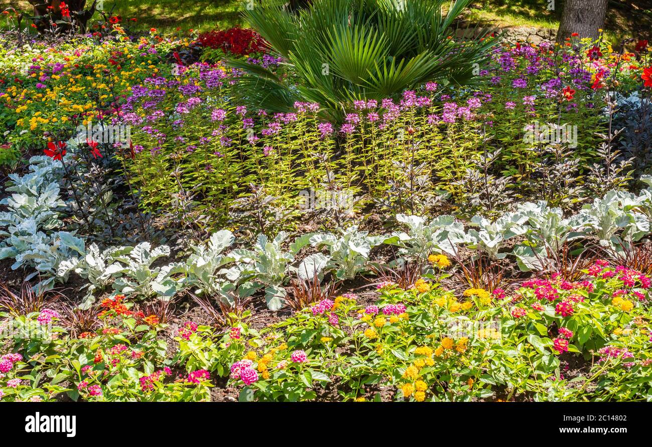 Ornamental flowers hi-res stock photography and images - Alamy