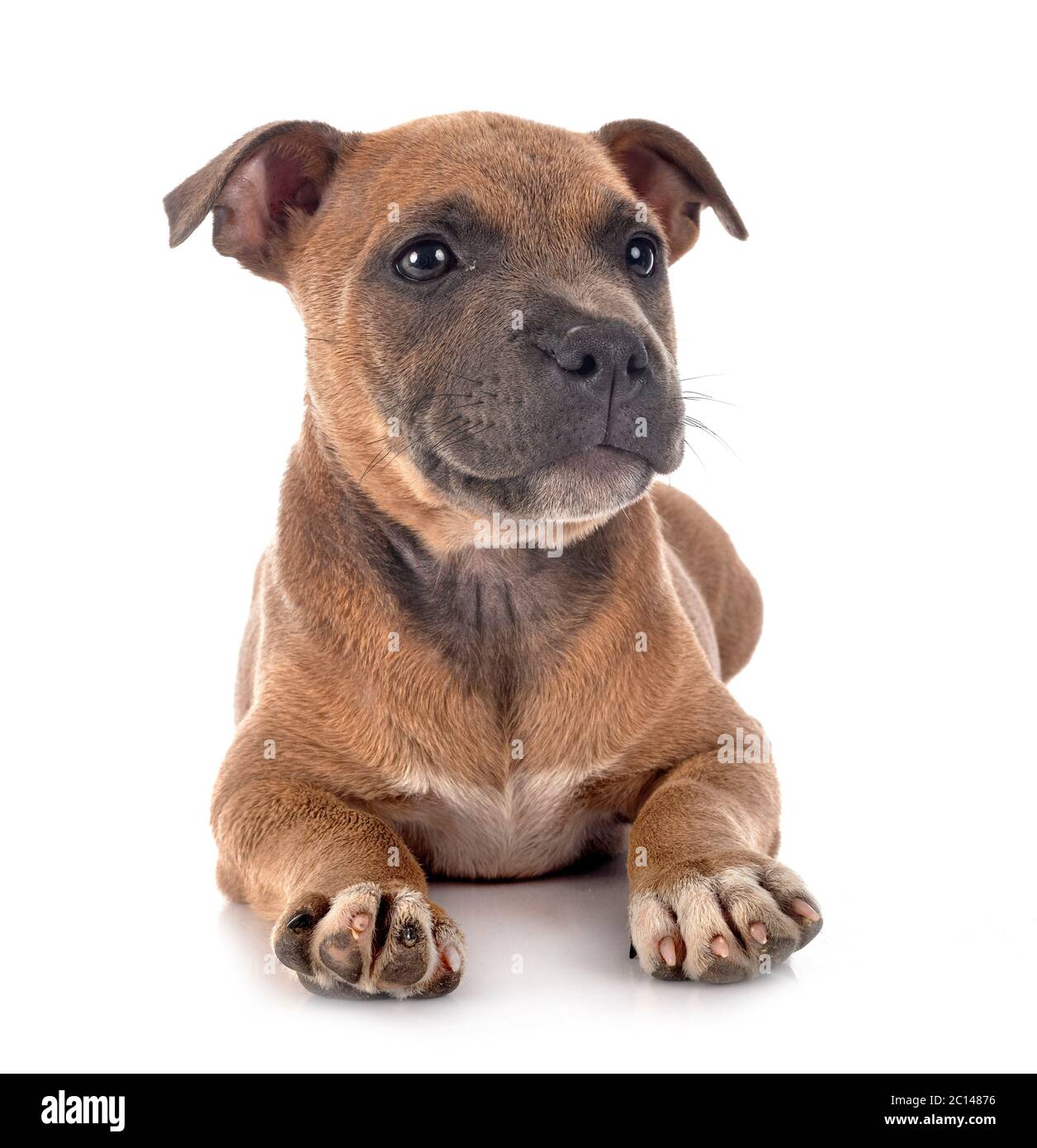 puppy staffordshire bull terrier in front of white background Stock ...