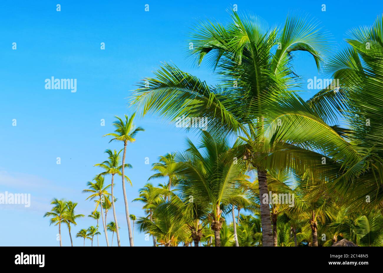 Beautiful tropical sunshine with palm trees and sun Stock Photo - Alamy