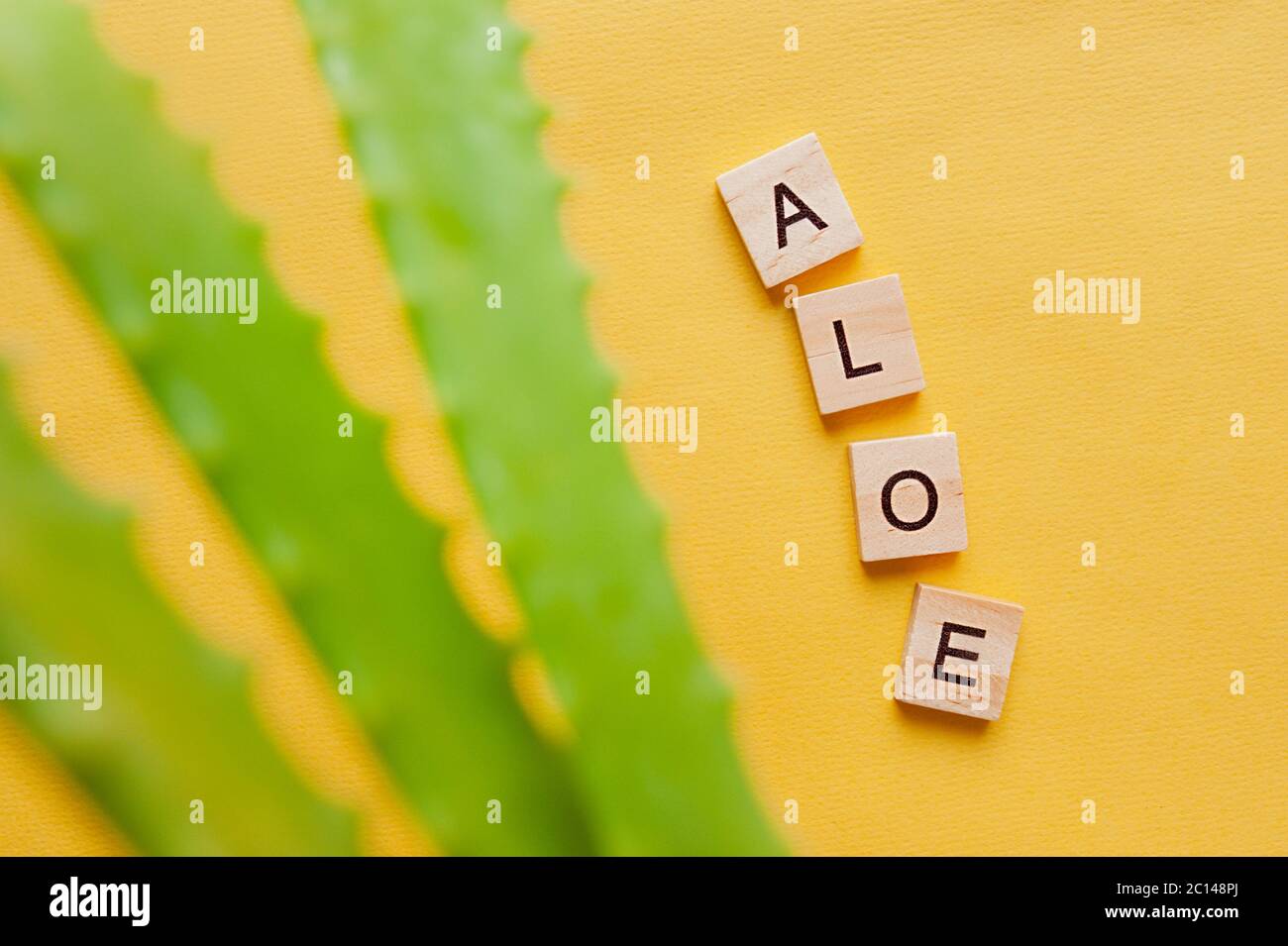 inscription made of wooden letters of aloe Vera and three stems of a ...
