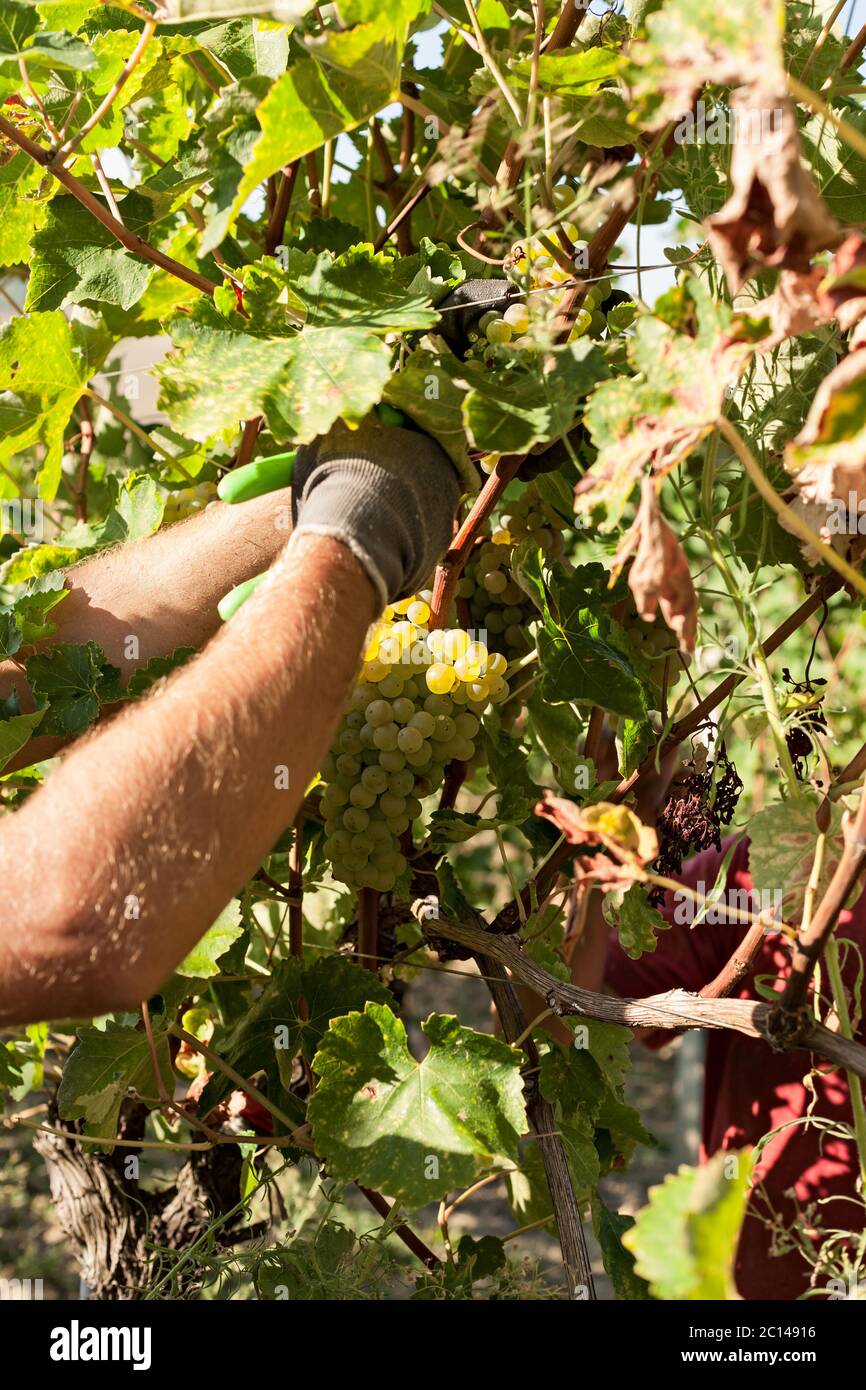Grape harvester hi-res stock photography and images - Alamy
