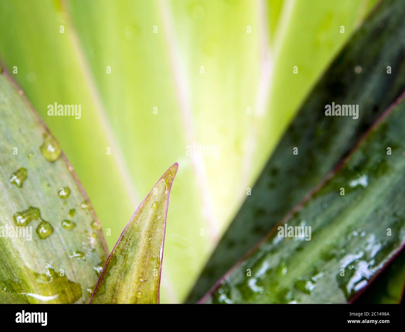 Leaves of Cola De Gallo ornamental plant as background Stock Photo - Alamy