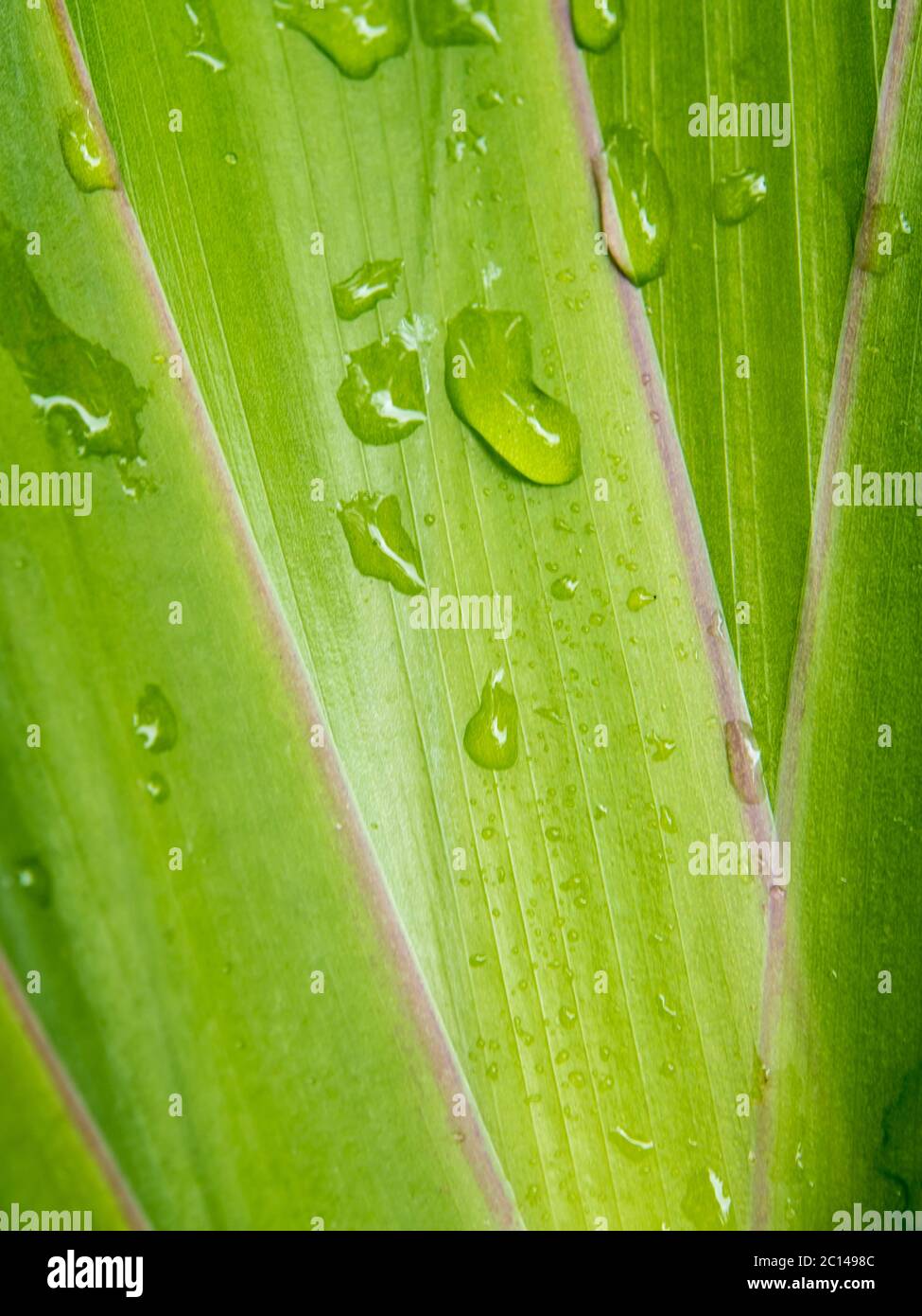 Leaves of Cola De Gallo ornamental plant as background Stock Photo - Alamy