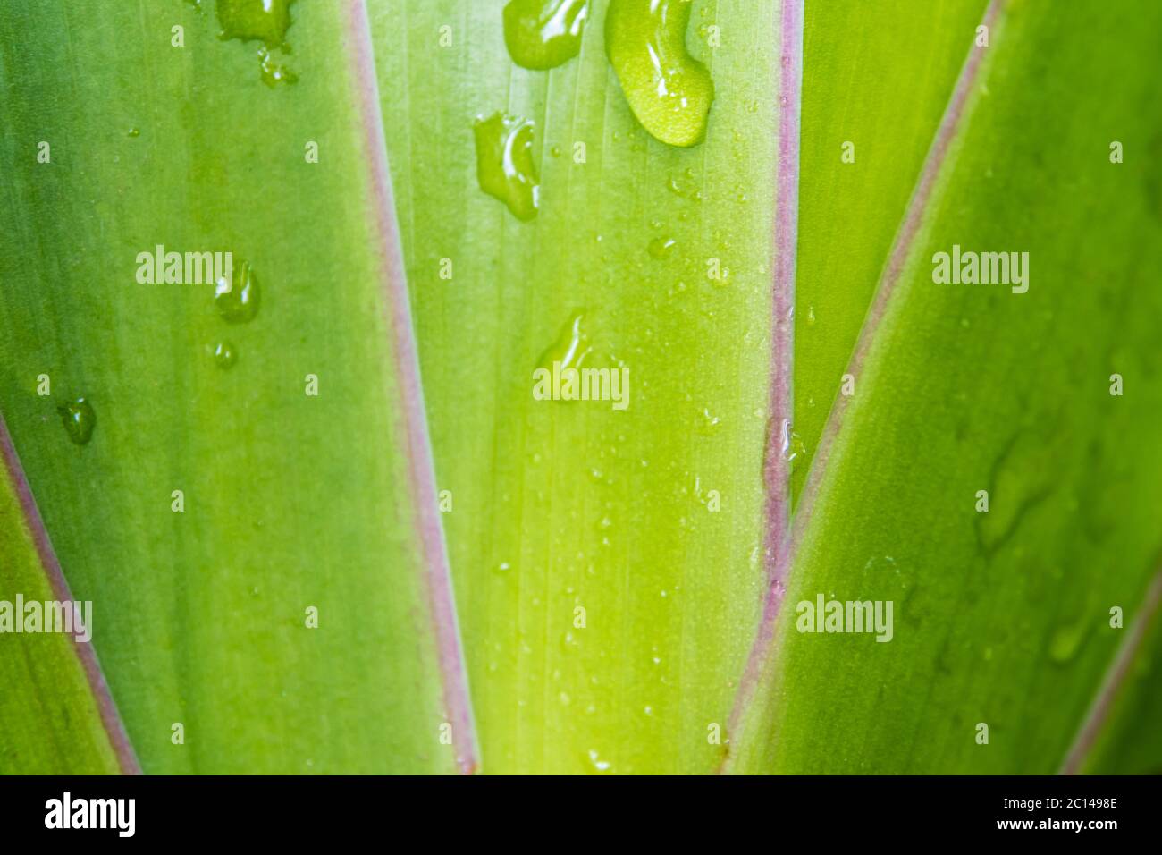 Leaves of Cola De Gallo ornamental plant as background Stock Photo - Alamy