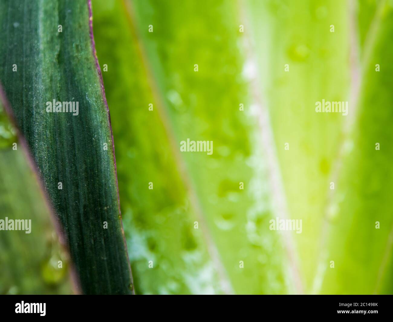 Leaves of Cola De Gallo ornamental plant as background Stock Photo - Alamy